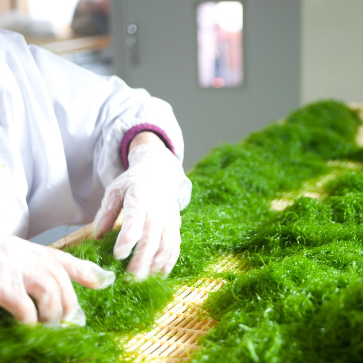 Sea Vegetable - Dried Suji Aonori